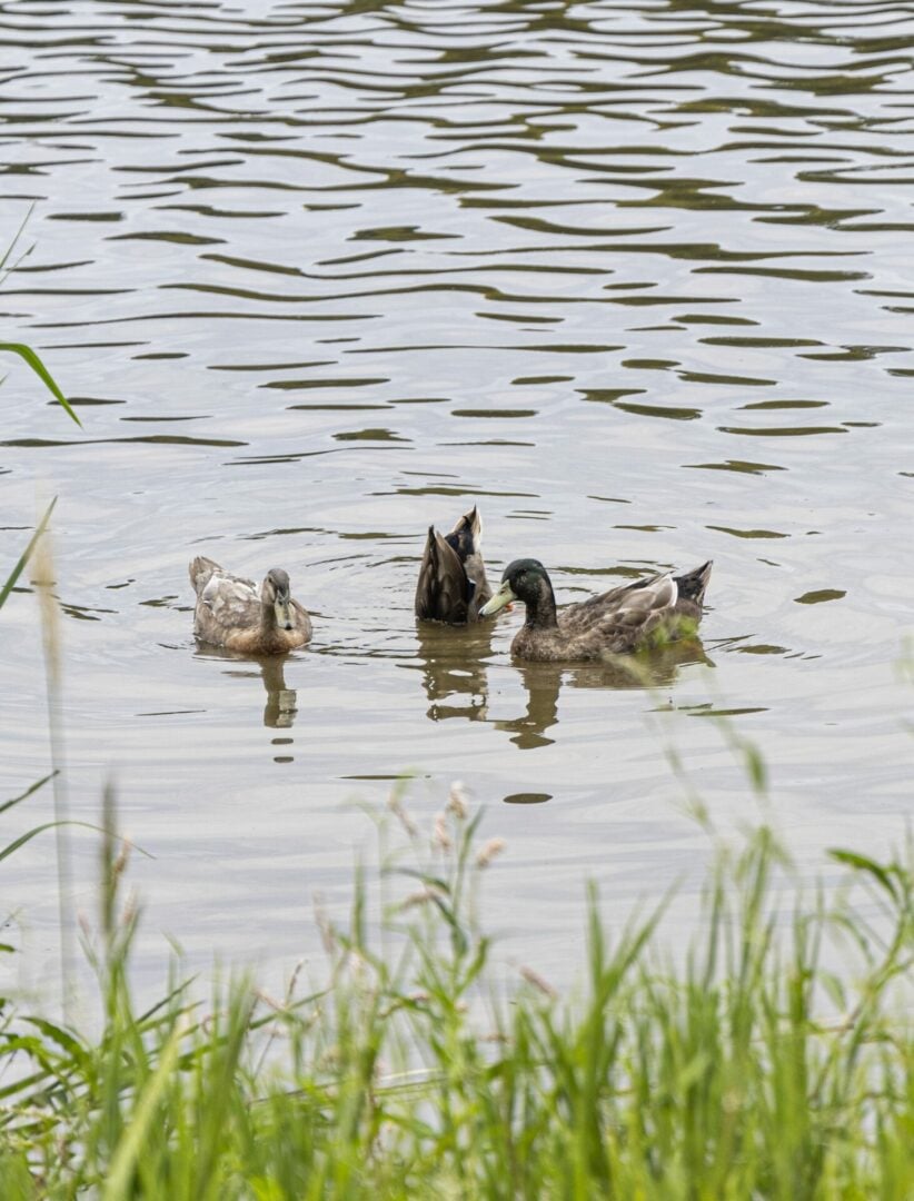 Flora & Fauna - Augusta Canal Authority
